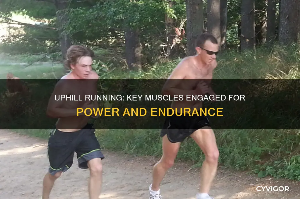 Uphill Running: Key Muscles Engaged For Power And Endurance | CyVigor