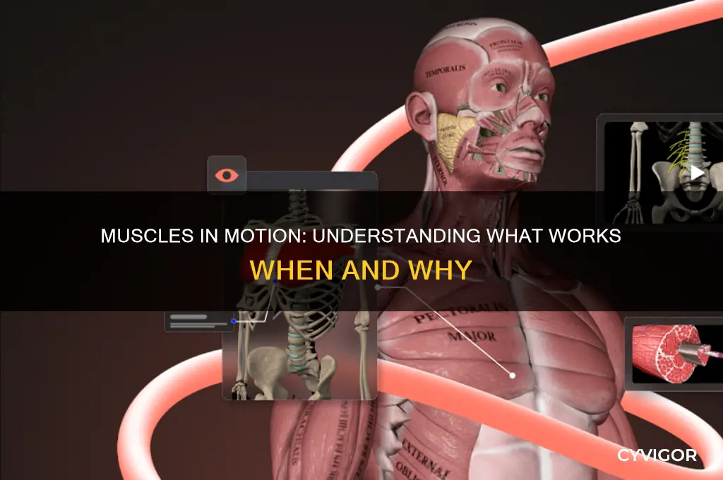 Muscles In Motion: Understanding What Works When And Why | CyVigor