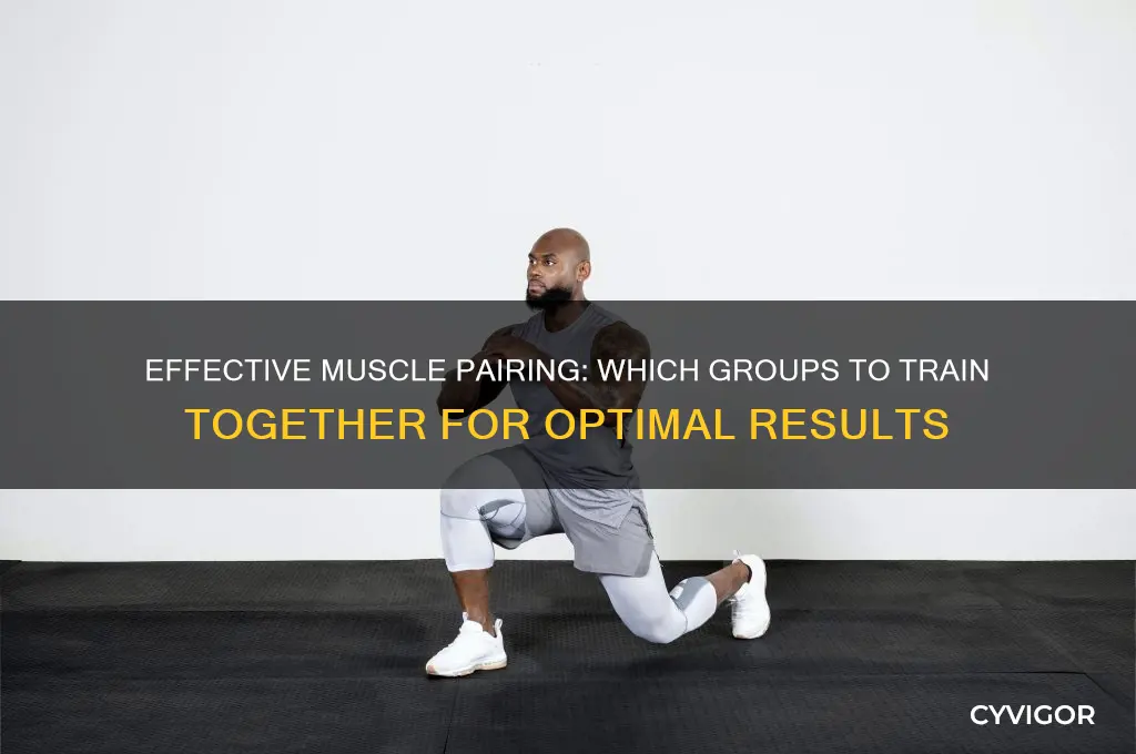 Effective Muscle Pairing: Which Groups To Train Together For Optimal ...