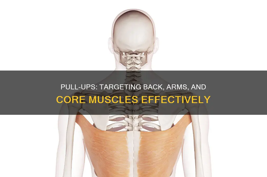 Pull-Ups: Targeting Back, Arms, And Core Muscles Effectively | CyVigor