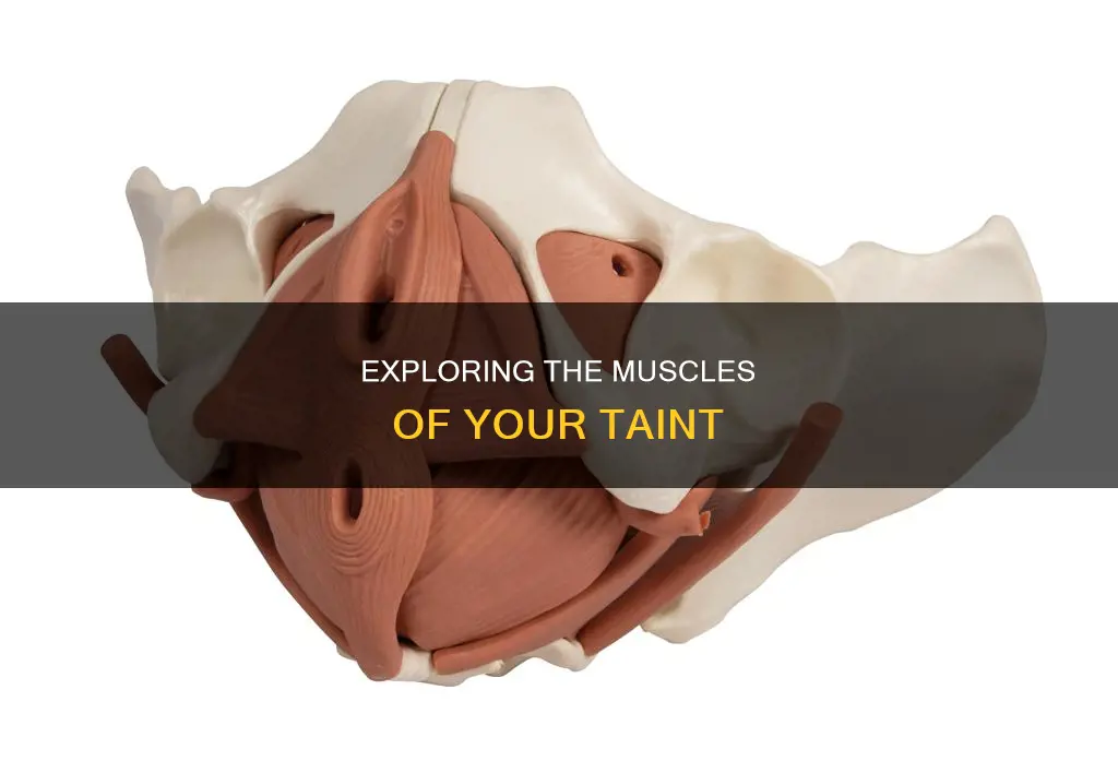 Exploring The Muscles Of Your Taint | CyVigor