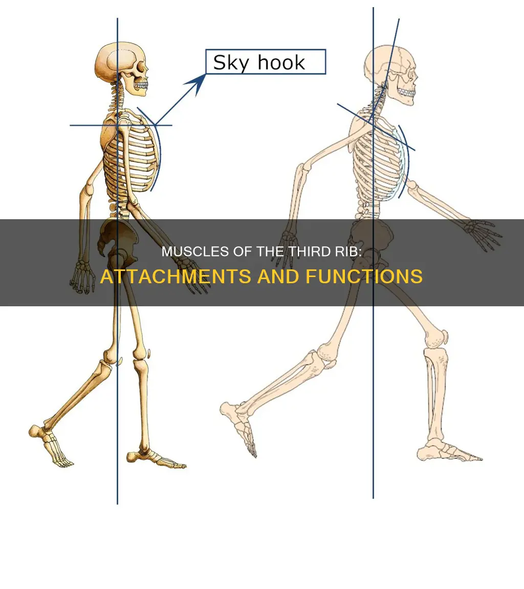 Muscles Of The Third Rib: Attachments And Functions | CyVigor