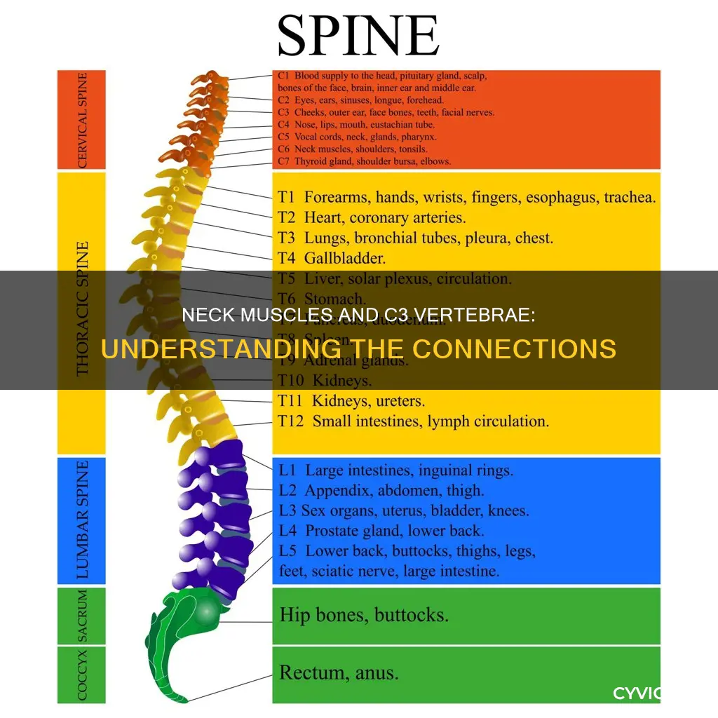 Neck Muscles And C3 Vertebrae: Understanding The Connections | CyVigor