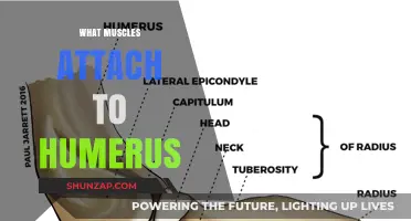 Neck Muscles: Understanding C1 Attachments | CyVigor