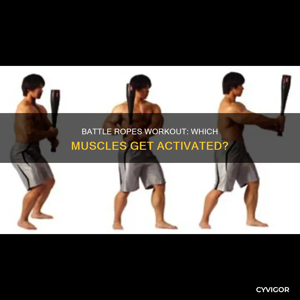 Battle Ropes Workout: Which Muscles Get Activated? | CyVigor