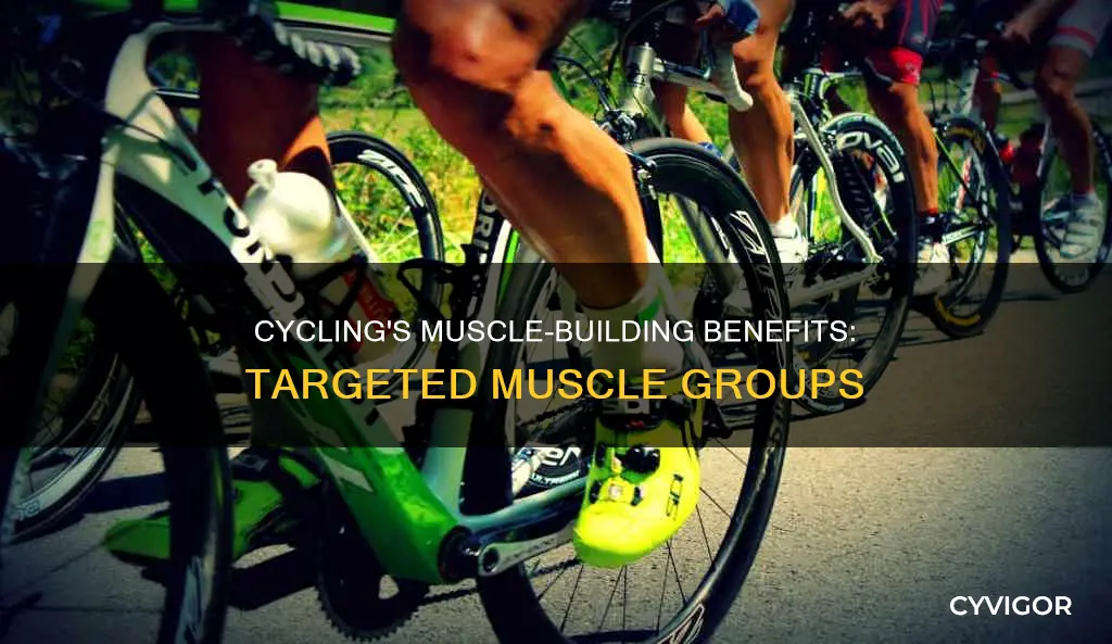 Cycling's Muscle-Building Benefits: Targeted Muscle Groups | CyVigor