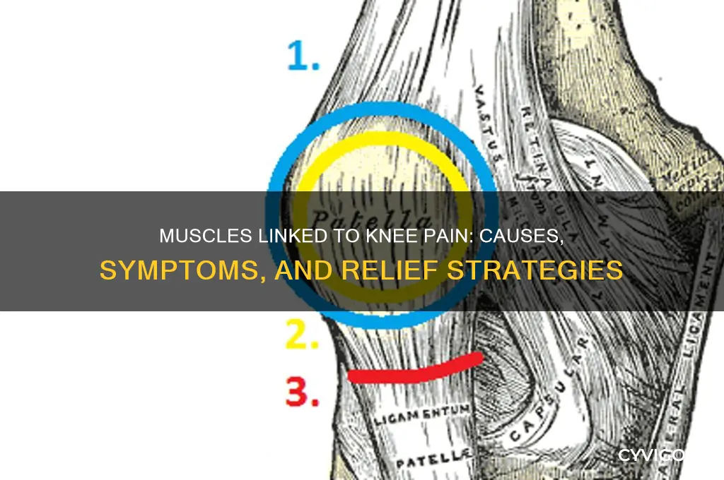 Muscles Linked To Knee Pain: Causes, Symptoms, And Relief Strategies ...