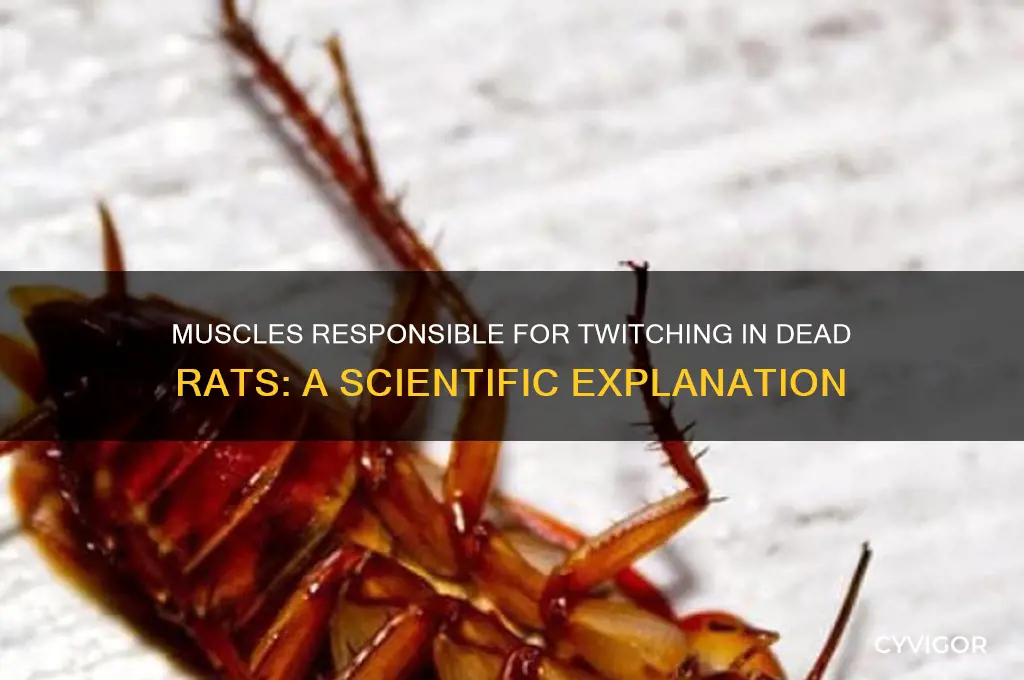 Muscles Responsible For Twitching In Dead Rats: A Scientific ...