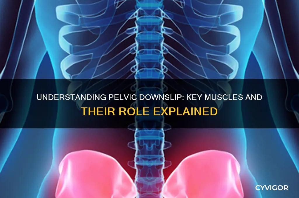 Understanding Pelvic Downslip: Key Muscles And Their Role Explained ...