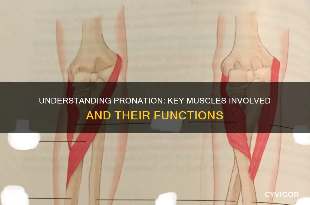 Understanding Pronation: Key Muscles Involved And Their Functions | CyVigor