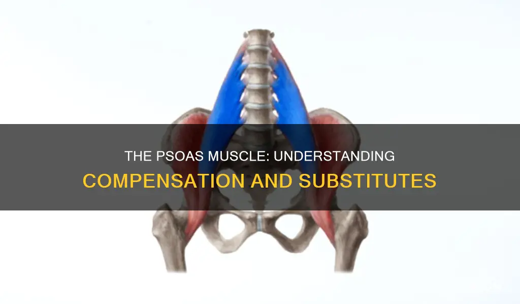 The Psoas Muscle: Understanding Compensation And Substitutes | CyVigor