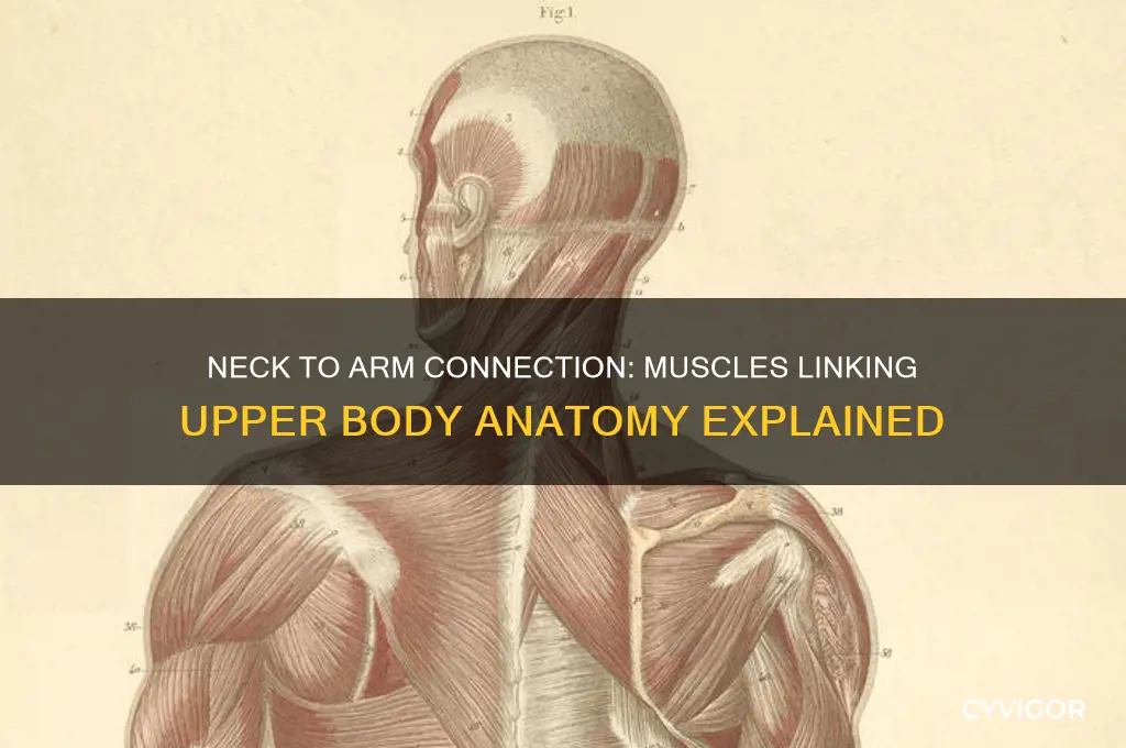 Neck To Arm Connection: Muscles Linking Upper Body Anatomy Explained ...