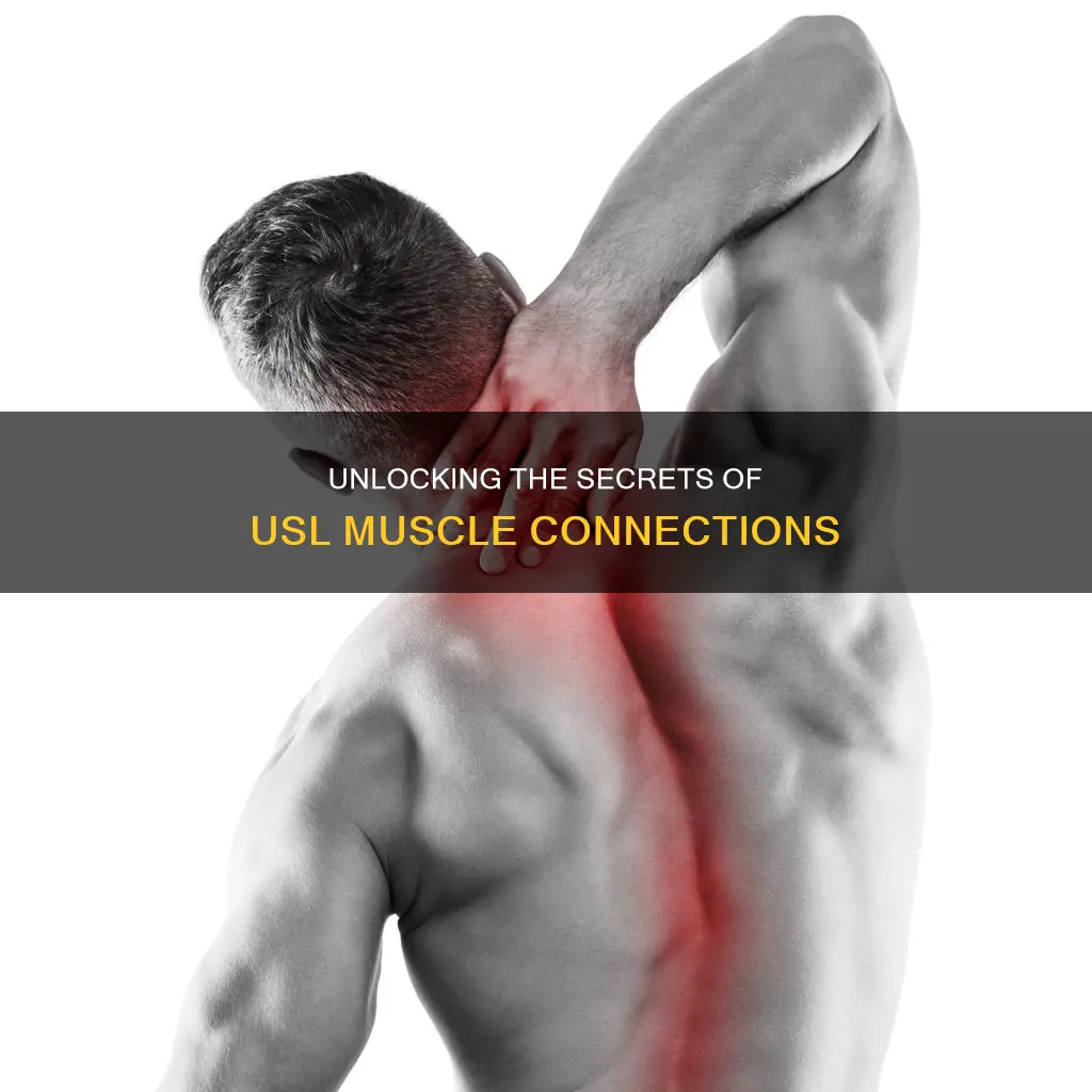 Unlocking The Secrets Of Usl Muscle Connections | CyVigor