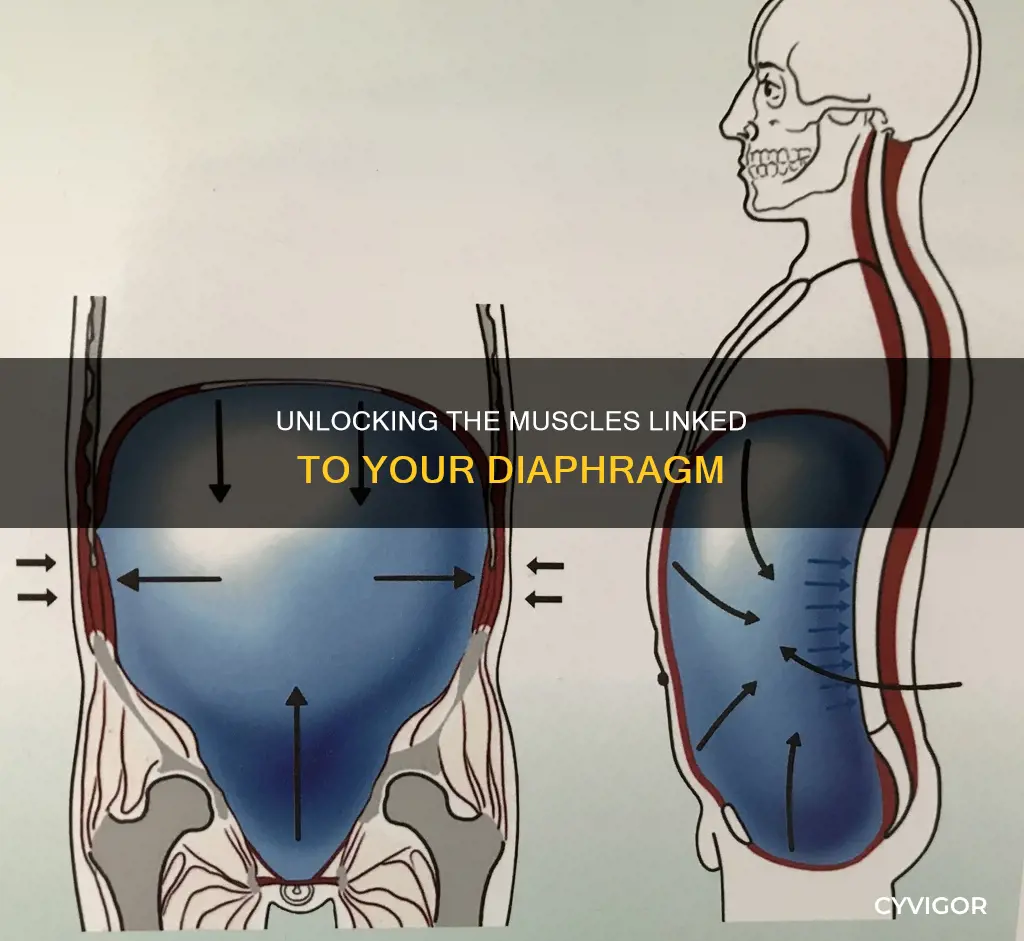 Unlocking The Muscles Linked To Your Diaphragm | CyVigor