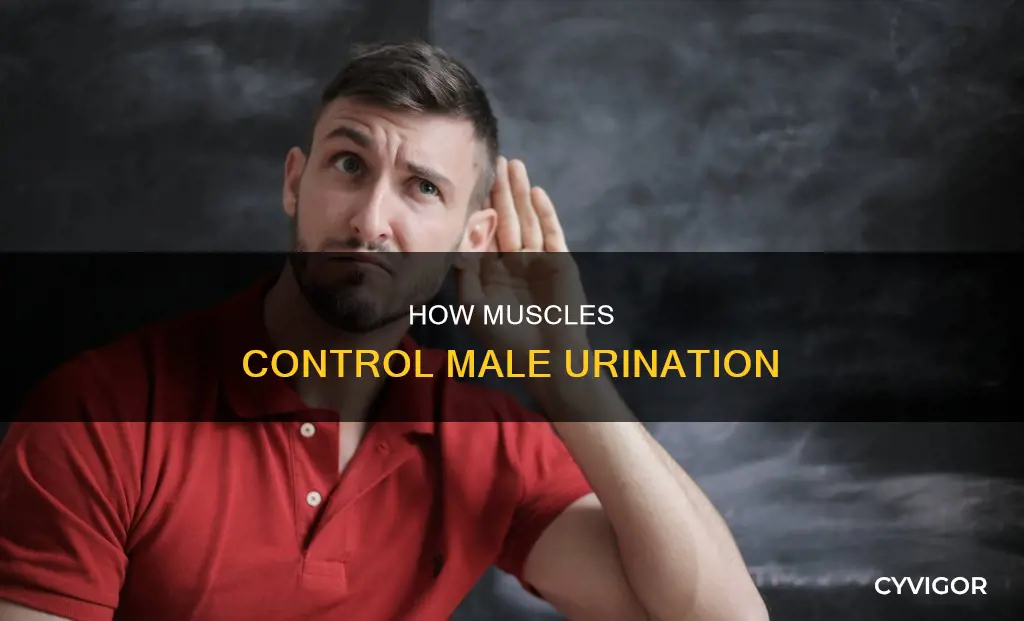 How Muscles Control Male Urination | CyVigor