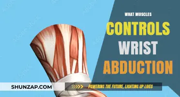 Understanding The Muscles That Control Scapula Movement | CyVigor