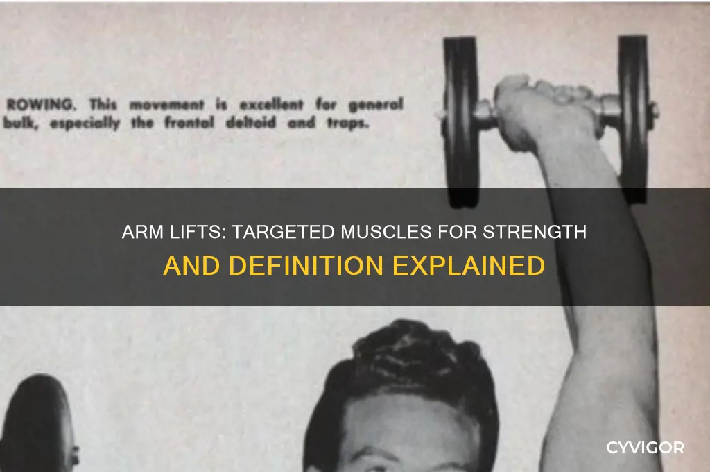 Arm Lifts: Targeted Muscles For Strength And Definition Explained | CyVigor