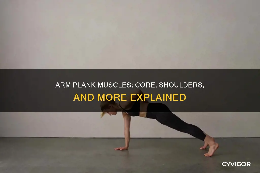 Arm Plank Muscles: Core, Shoulders, And More Explained | CyVigor