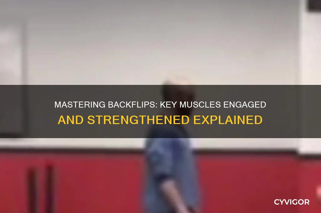 Mastering Backflips: Key Muscles Engaged And Strengthened Explained ...