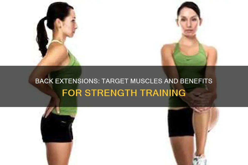 Back Extensions: Target Muscles And Benefits For Strength Training ...