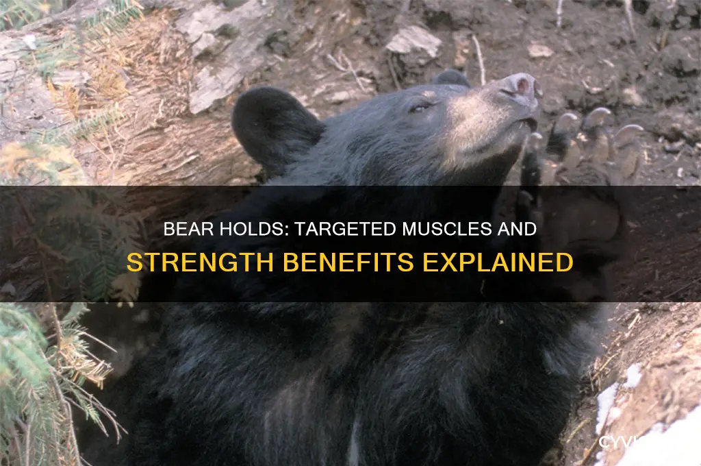 Bear Holds: Targeted Muscles And Strength Benefits Explained | CyVigor