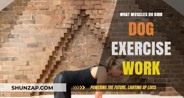 Bent Knee Fall Outs: Targeted Muscles And Core Benefits Explained | CyVigor