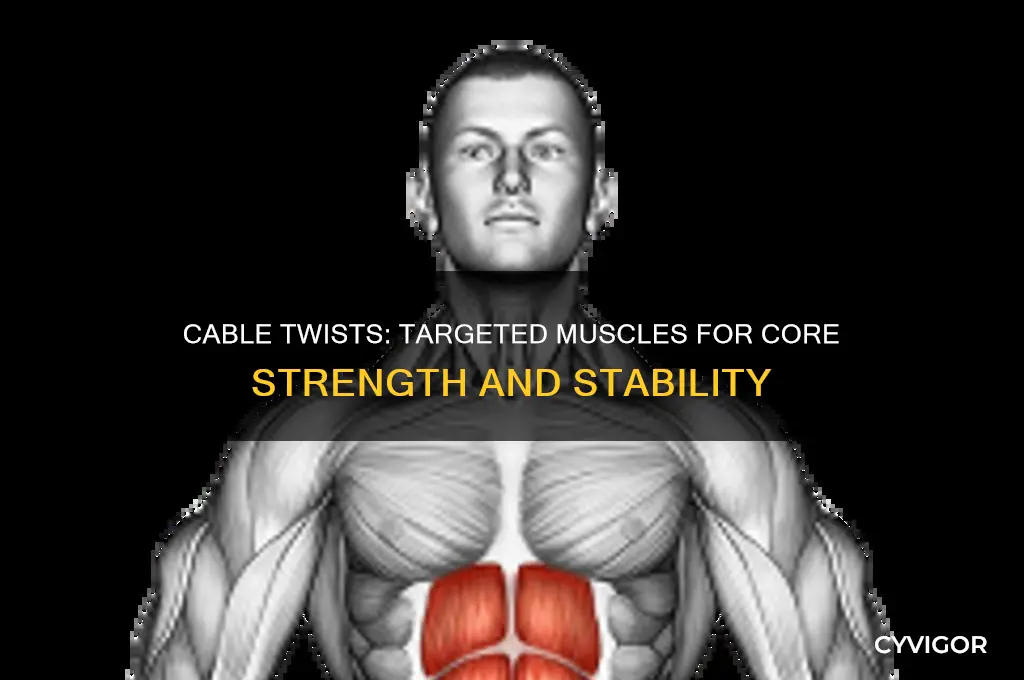 Cable Twists: Targeted Muscles For Core Strength And Stability | CyVigor
