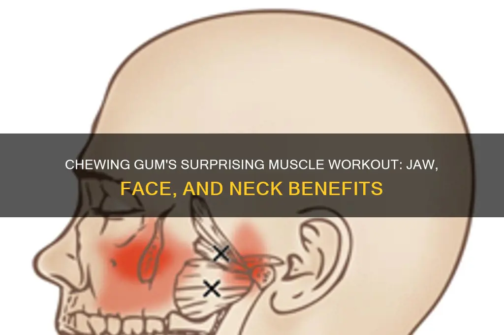 Chewing Gum's Surprising Muscle Workout: Jaw, Face, And Neck Benefits ...