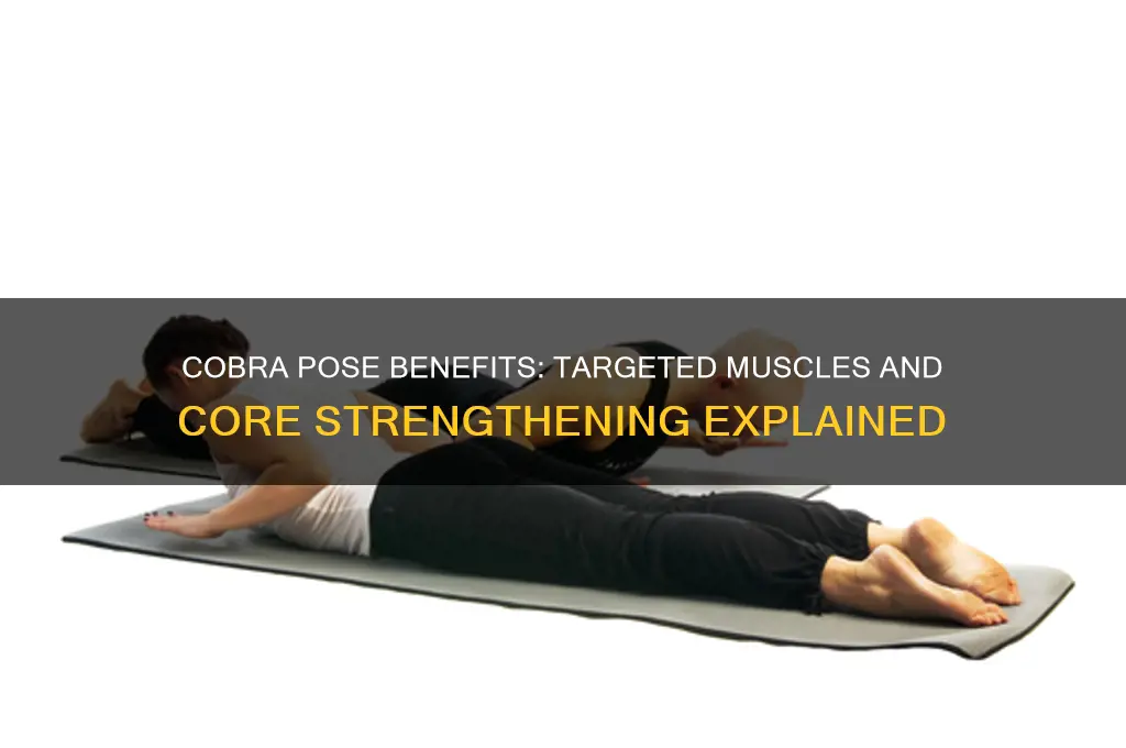 Cobra Pose Benefits: Targeted Muscles And Core Strengthening Explained ...