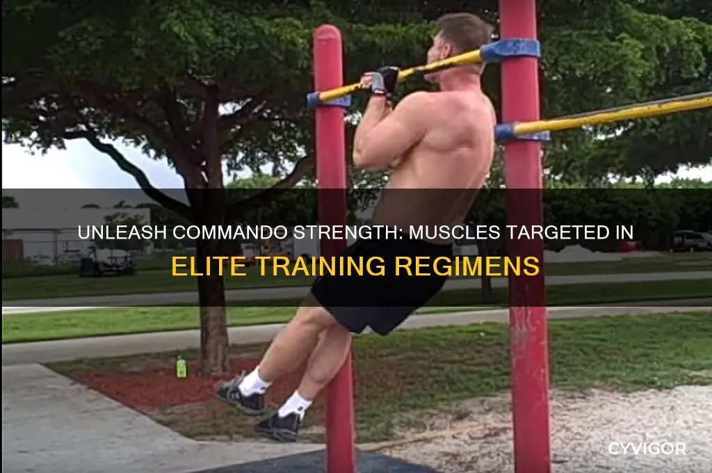 Unleash Commando Strength: Muscles Targeted In Elite Training Regimens ...