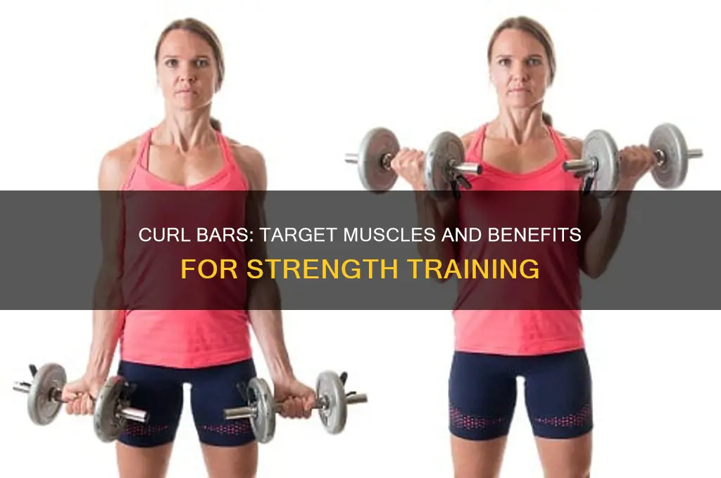 Curl Bars: Target Muscles And Benefits For Strength Training | CyVigor