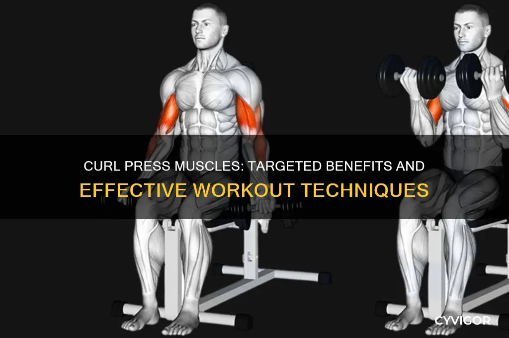 Curl Press Muscles: Targeted Benefits And Effective Workout Techniques ...
