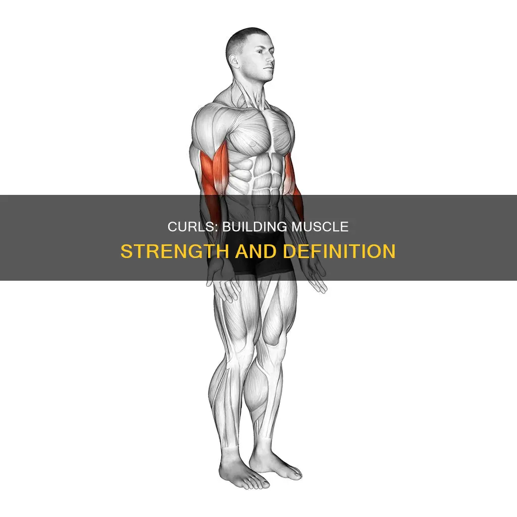 Curls: Building Muscle Strength And Definition | CyVigor