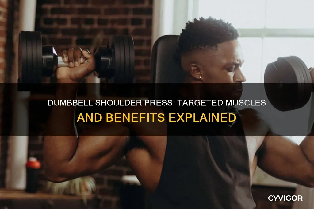 Dumbbell Shoulder Press: Targeted Muscles And Benefits Explained | CyVigor