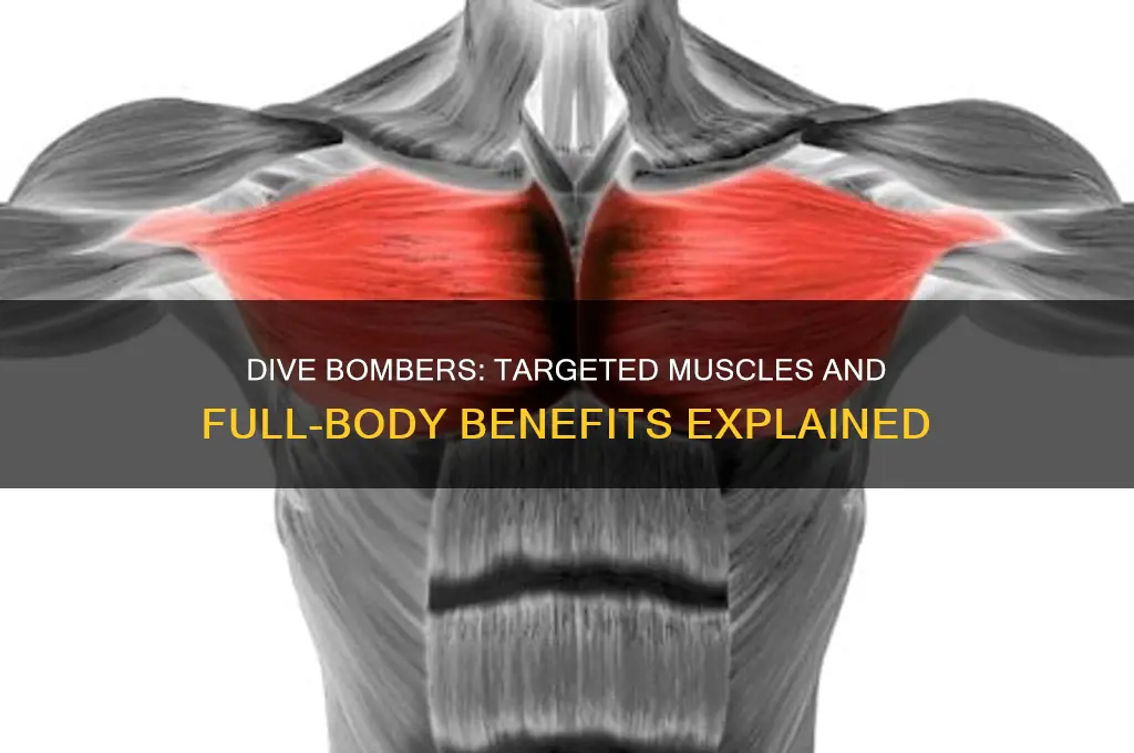 Dive Bombers: Targeted Muscles And Full-Body Benefits Explained | CyVigor