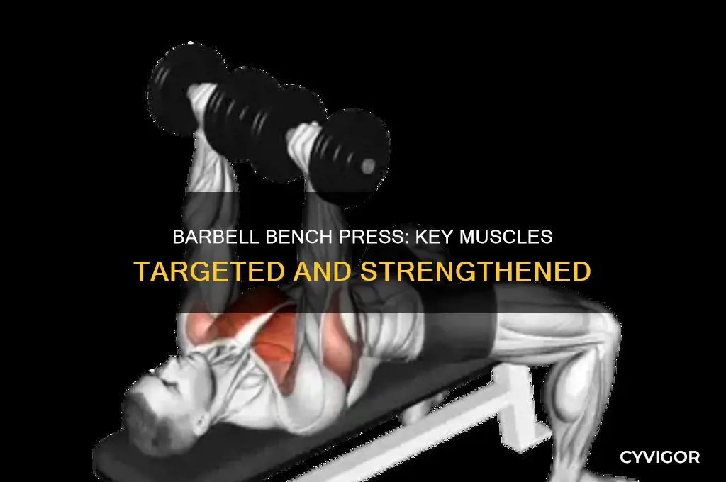 Barbell Bench Press: Key Muscles Targeted And Strengthened | CyVigor