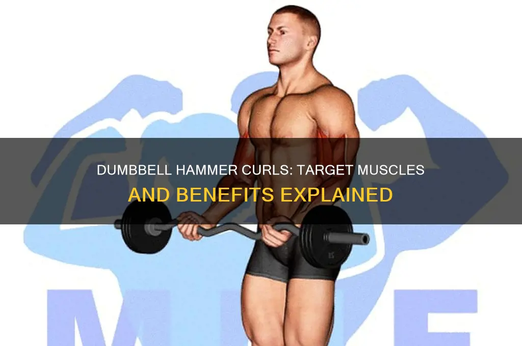 Dumbbell Hammer Curls: Target Muscles And Benefits Explained | CyVigor