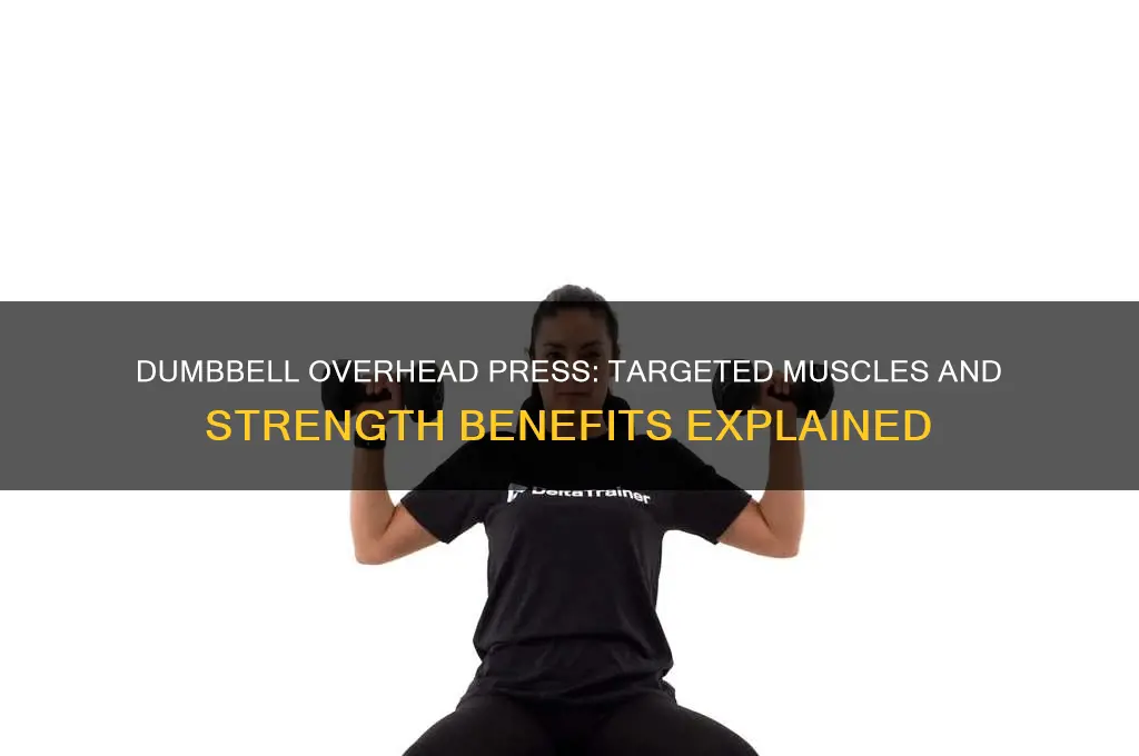 Dumbbell Overhead Press: Targeted Muscles And Strength Benefits ...