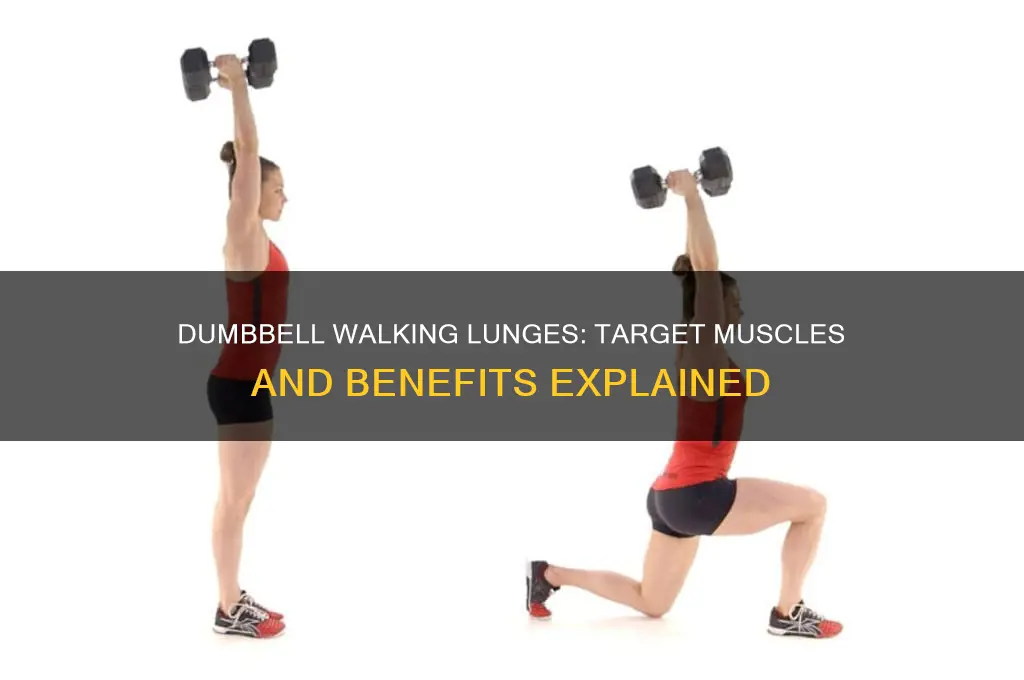 Dumbbell Walking Lunges: Target Muscles And Benefits Explained | CyVigor