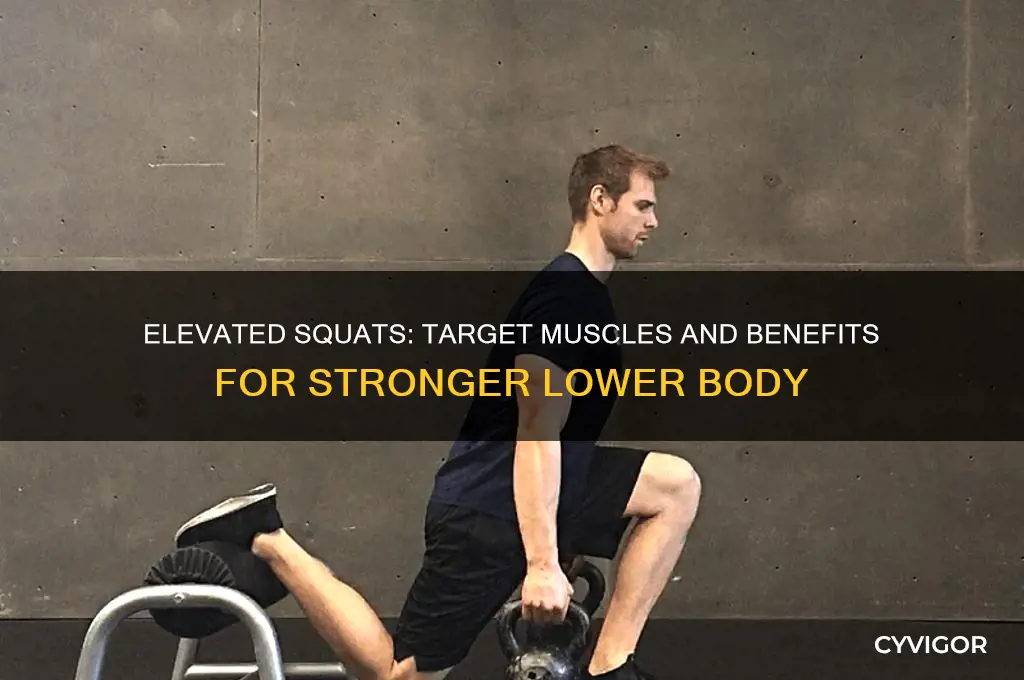 Elevated Squats: Target Muscles And Benefits For Stronger Lower Body ...
