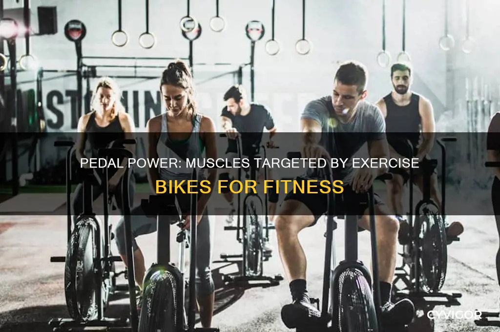Pedal Power: Muscles Targeted By Exercise Bikes For Fitness | CyVigor