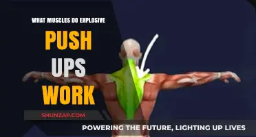 Fist Push-Ups: Targeted Muscles And Strength Benefits Explained | CyVigor