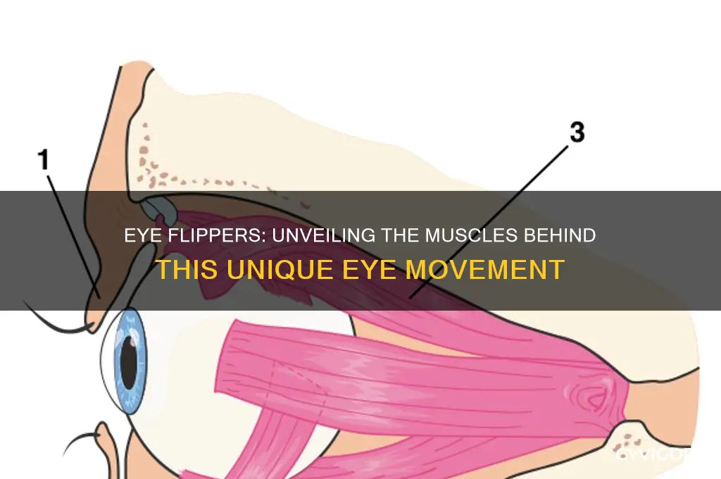Eye Flippers: Unveiling The Muscles Behind This Unique Eye Movement ...