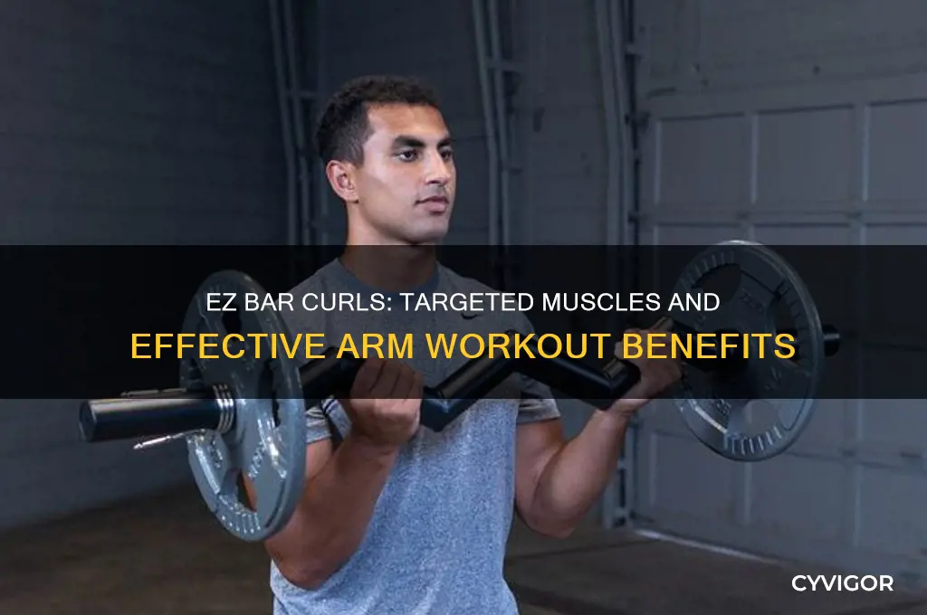Ez Bar Curls: Targeted Muscles And Effective Arm Workout Benefits | CyVigor