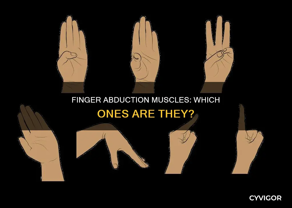 Finger Abduction Muscles: Which Ones Are They? | CyVigor