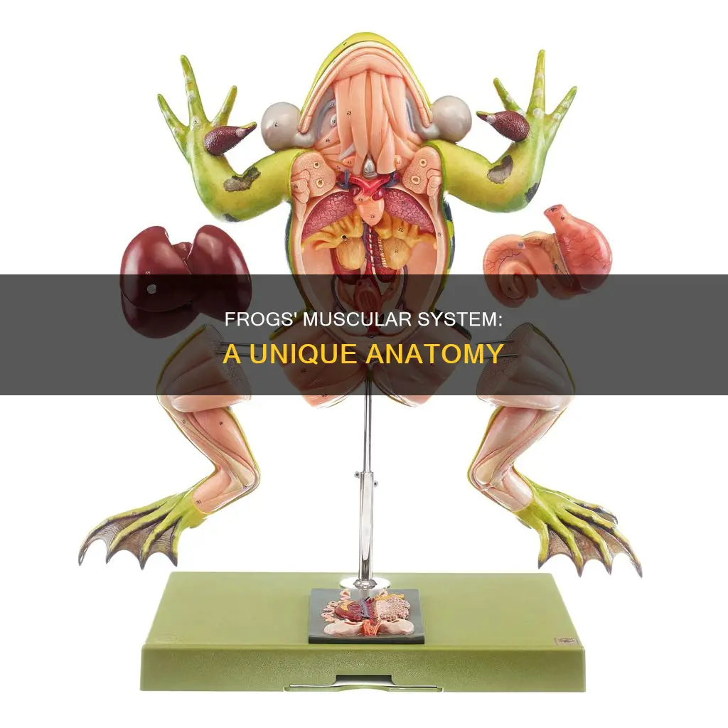 Frogs' Muscular System: A Unique Anatomy | CyVigor