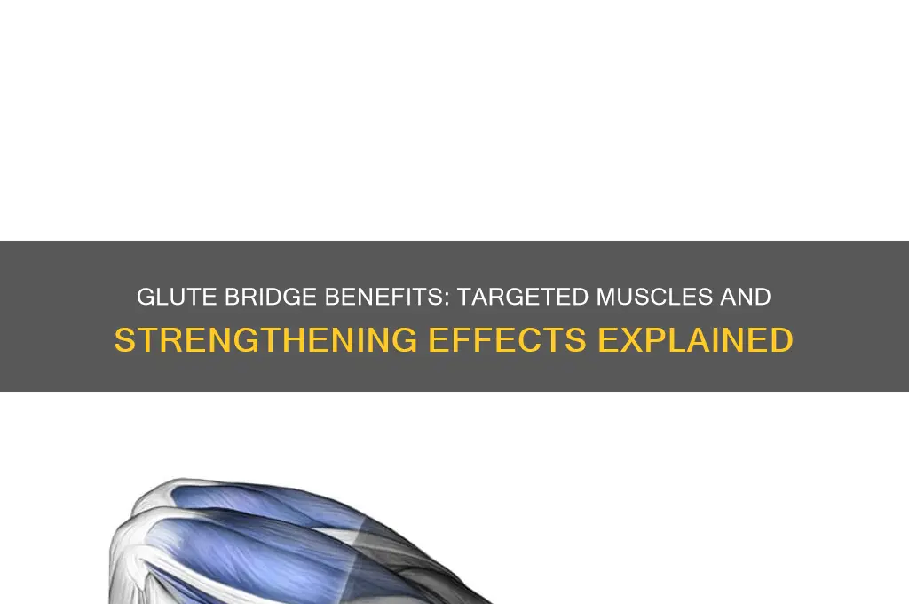 Glute Bridge Benefits: Targeted Muscles And Strengthening Effects ...