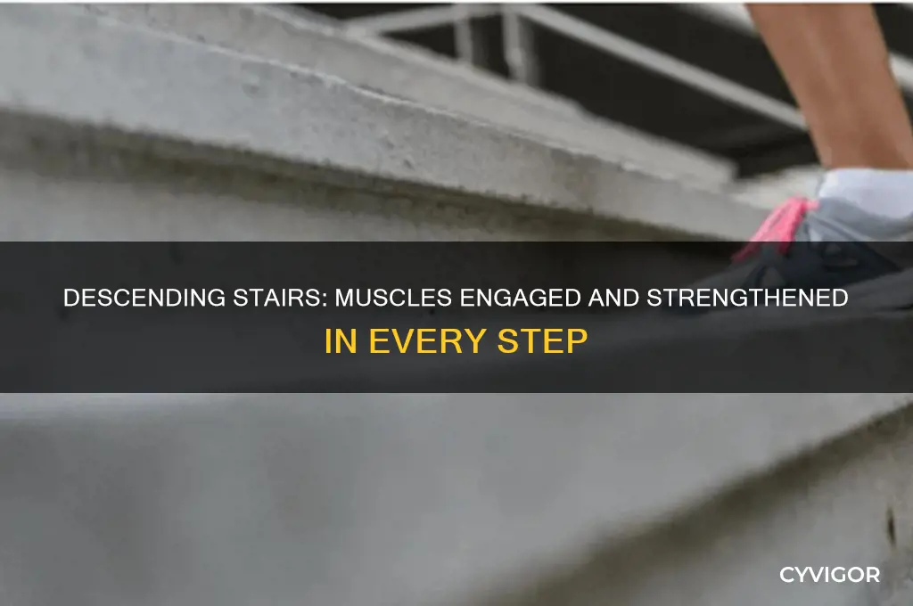 Descending Stairs: Muscles Engaged And Strengthened In Every Step | CyVigor