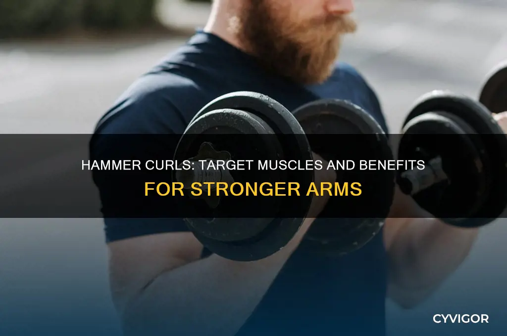 Hammer Curls: Target Muscles And Benefits For Stronger Arms | CyVigor