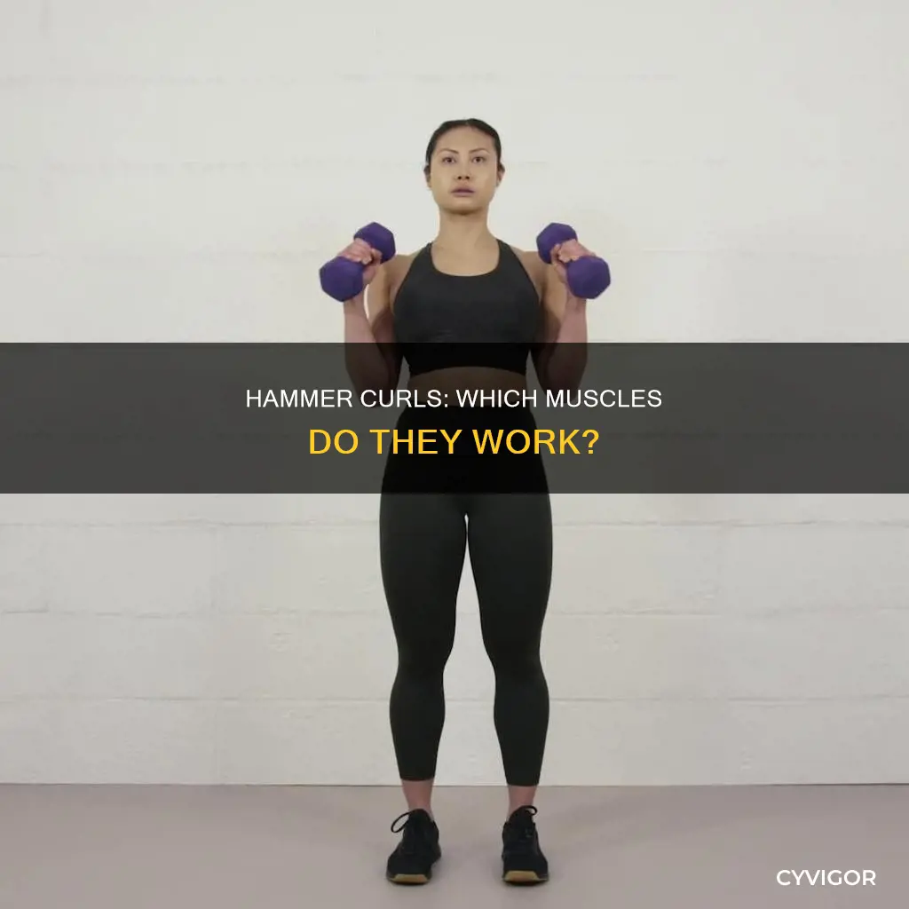 Hammer Curls: Which Muscles Do They Work? | CyVigor